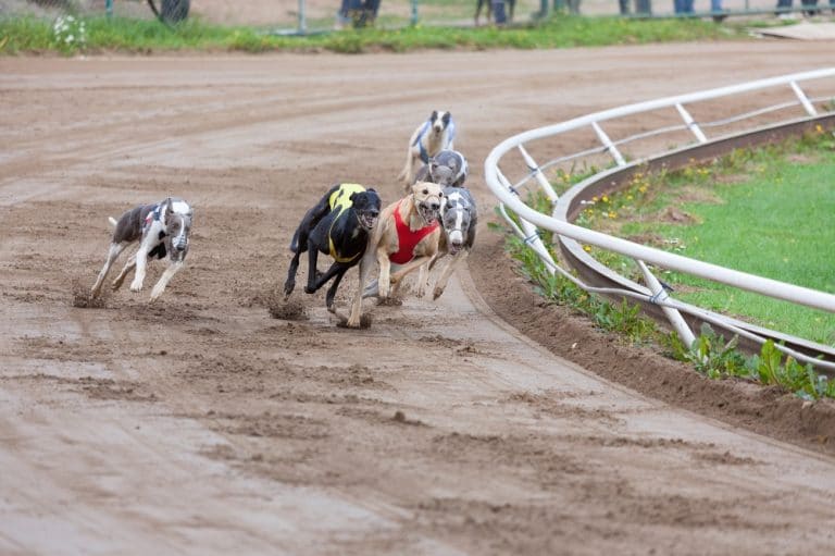 Best Way To Bet On Greyhounds Explained - 4 Effective Tips